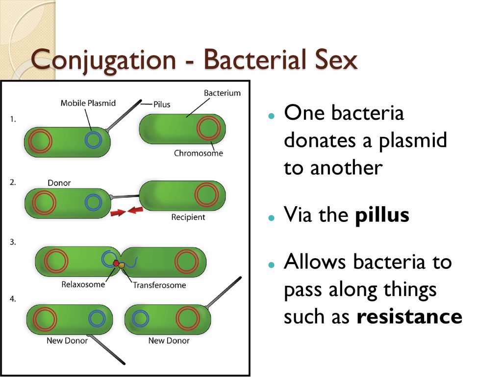 What Do You Already Know About Bacteria Ppt Download