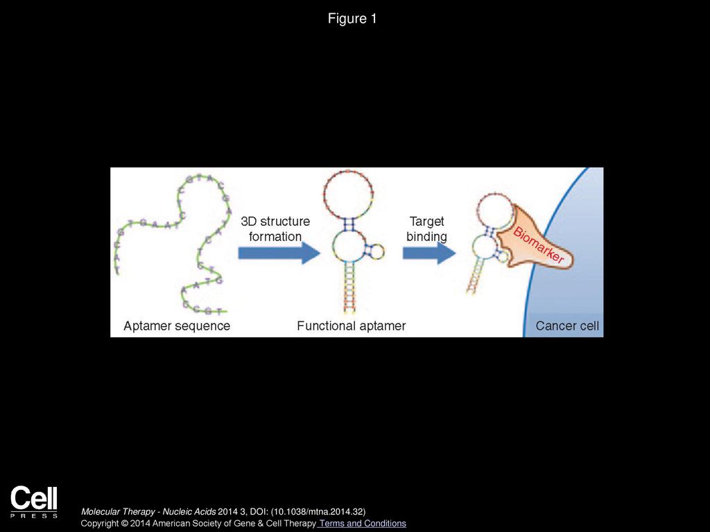 Oligonucleotide Aptamers New Tools For Targeted Cancer Therapy Ppt