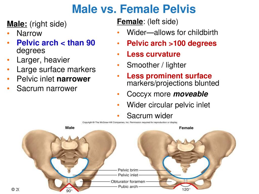 Obturator Foramen Male Vs Female
