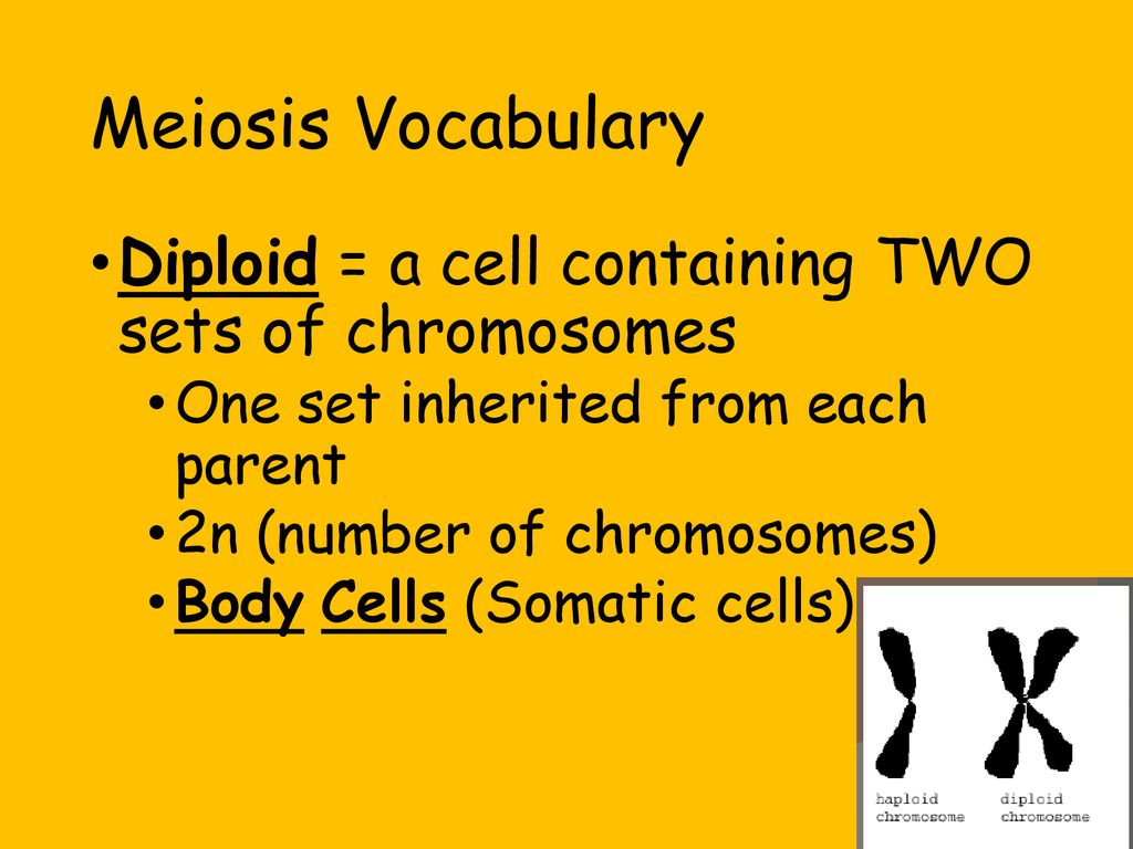 Meiosis Division Of Sex Cells Ppt Download