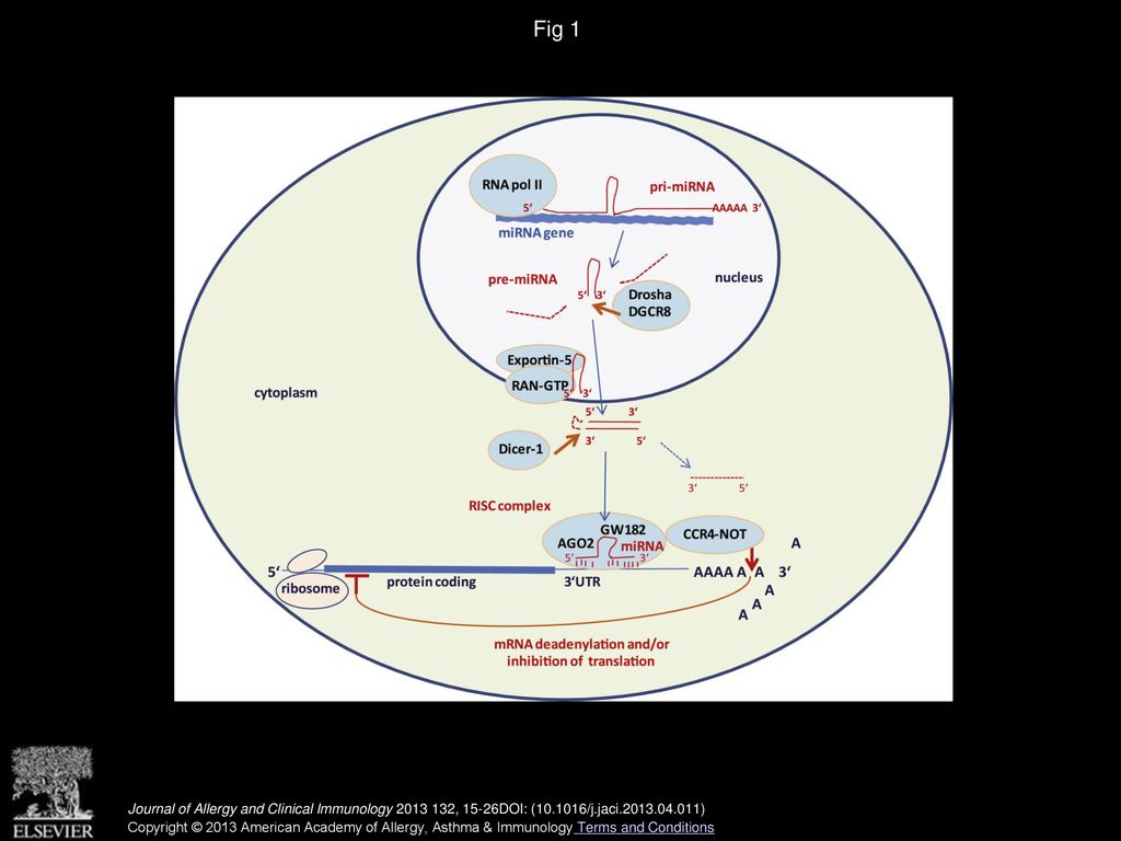 Micrornas Essential Players In The Regulation Of Inflammation Ppt