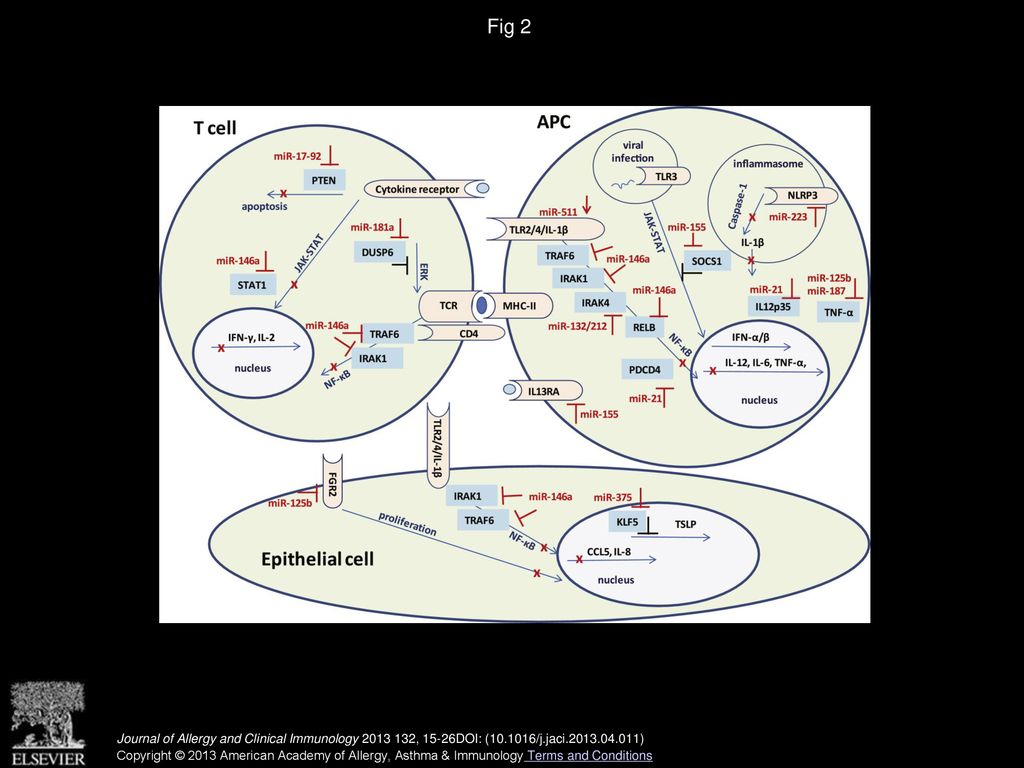 Micrornas Essential Players In The Regulation Of Inflammation Ppt