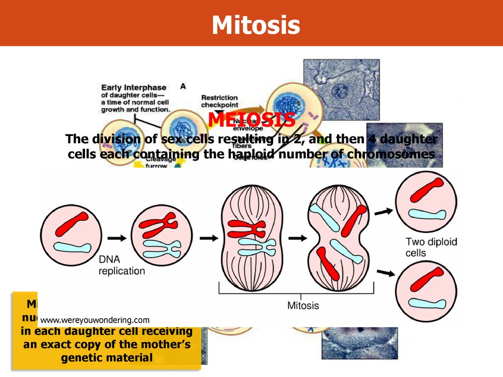 Introduction To Human Anatomy And Physiology Acids Bases And Chemicals
