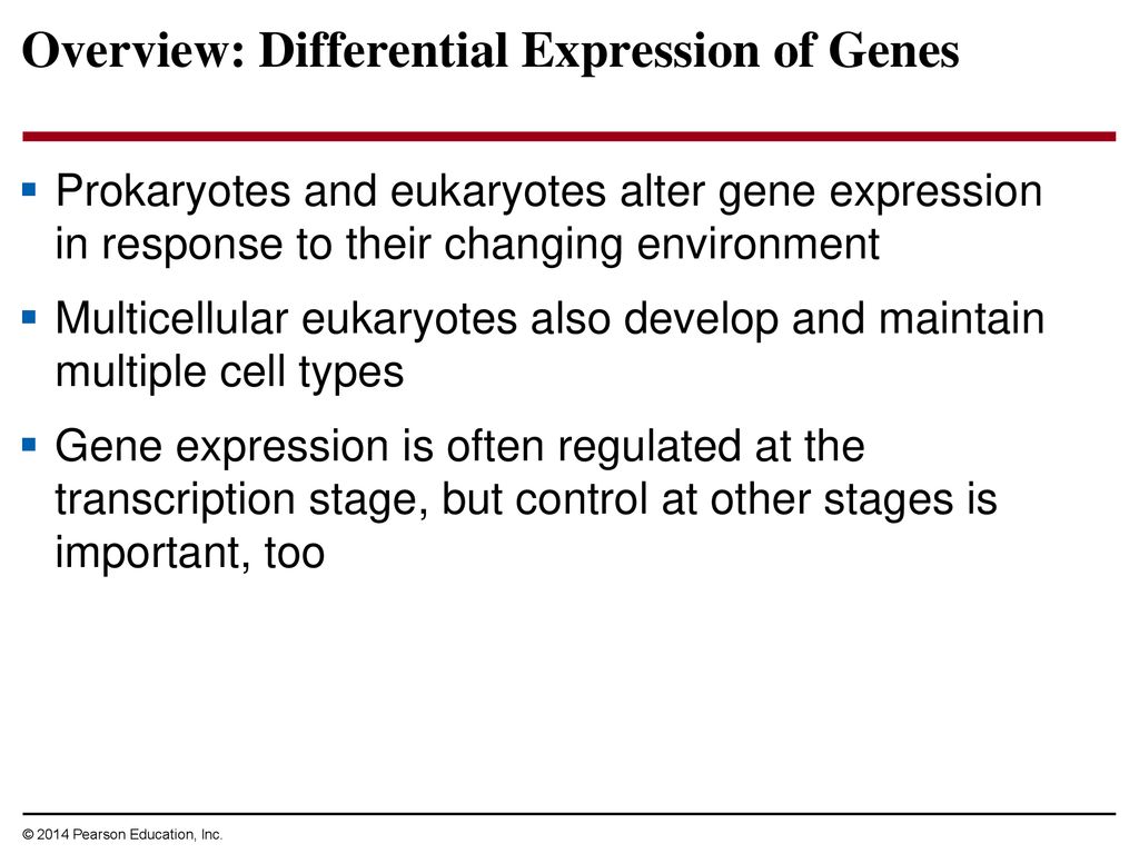Regulation Of Gene Expression Ppt Download