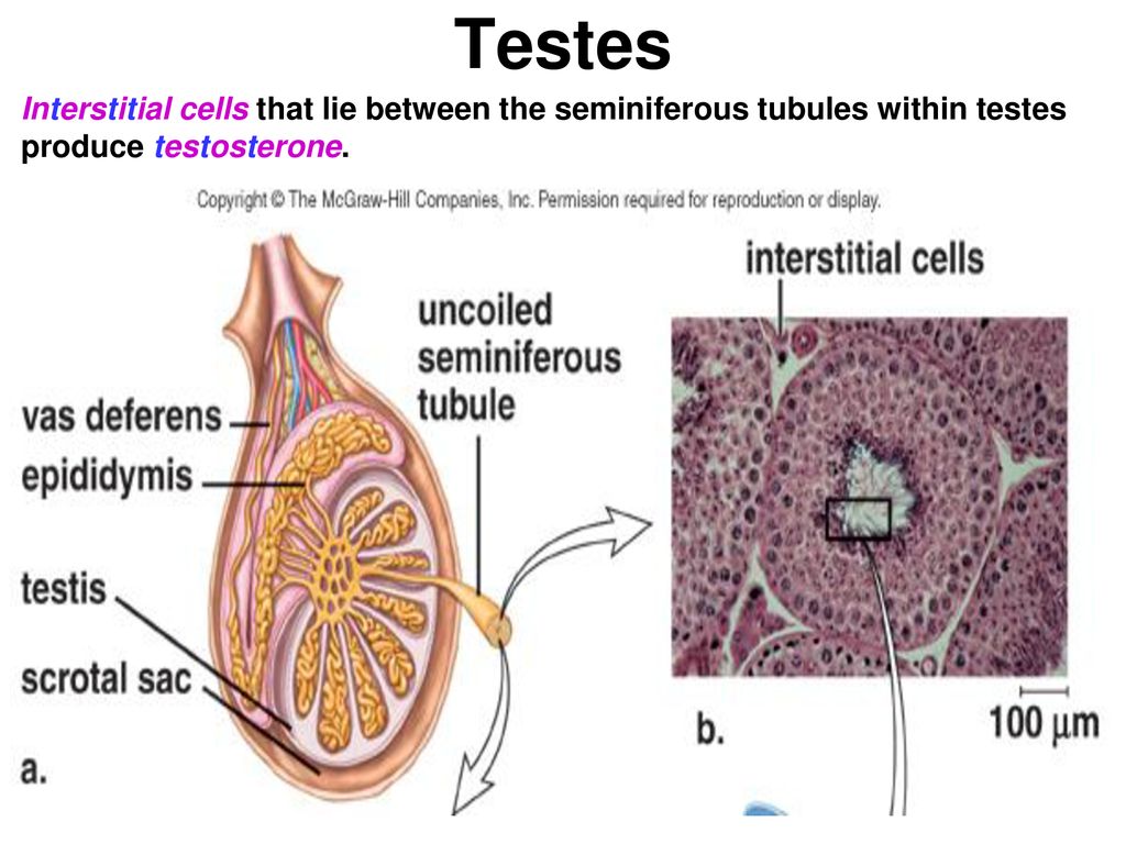 Chapter 21 Reproductive System Ppt Download