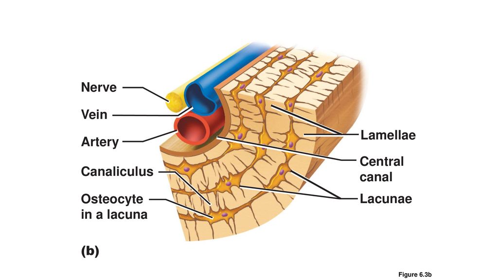 Bone Structure Ppt Download