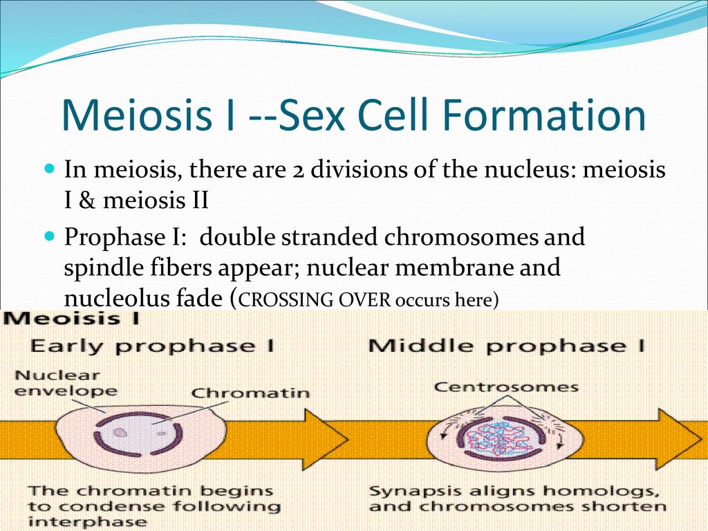 Meiosis And Genetic Variation Ppt Download