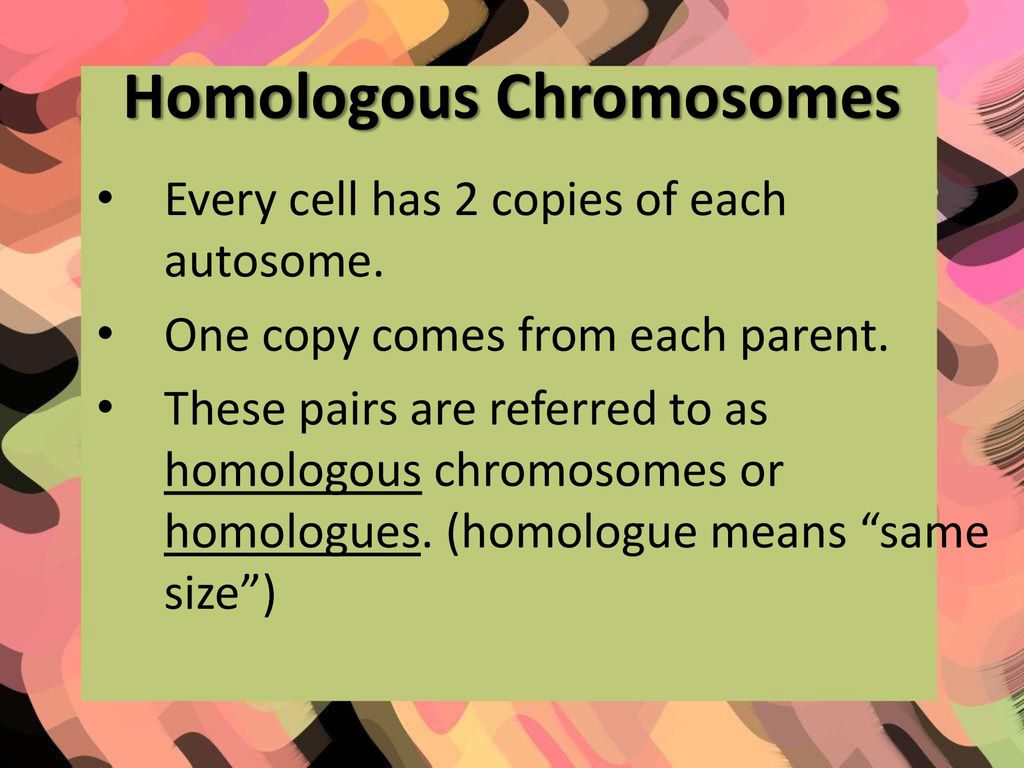 Chromosomes Ppt Download