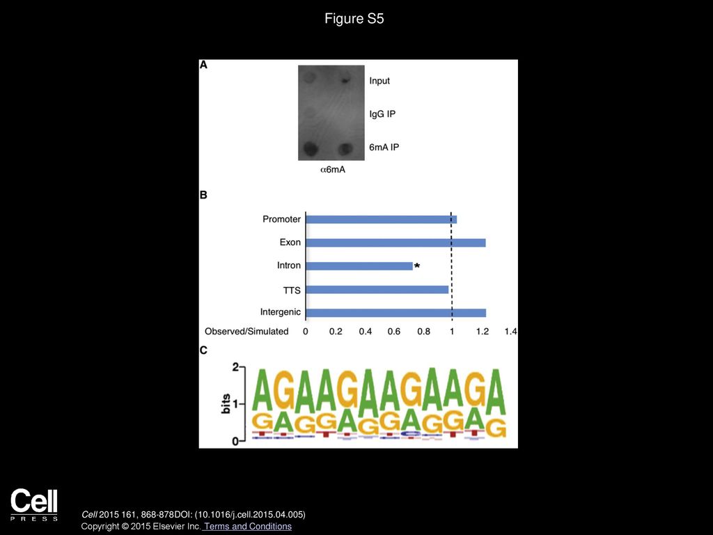 Dna Methylation On N6 Adenine In C Elegans Ppt Download