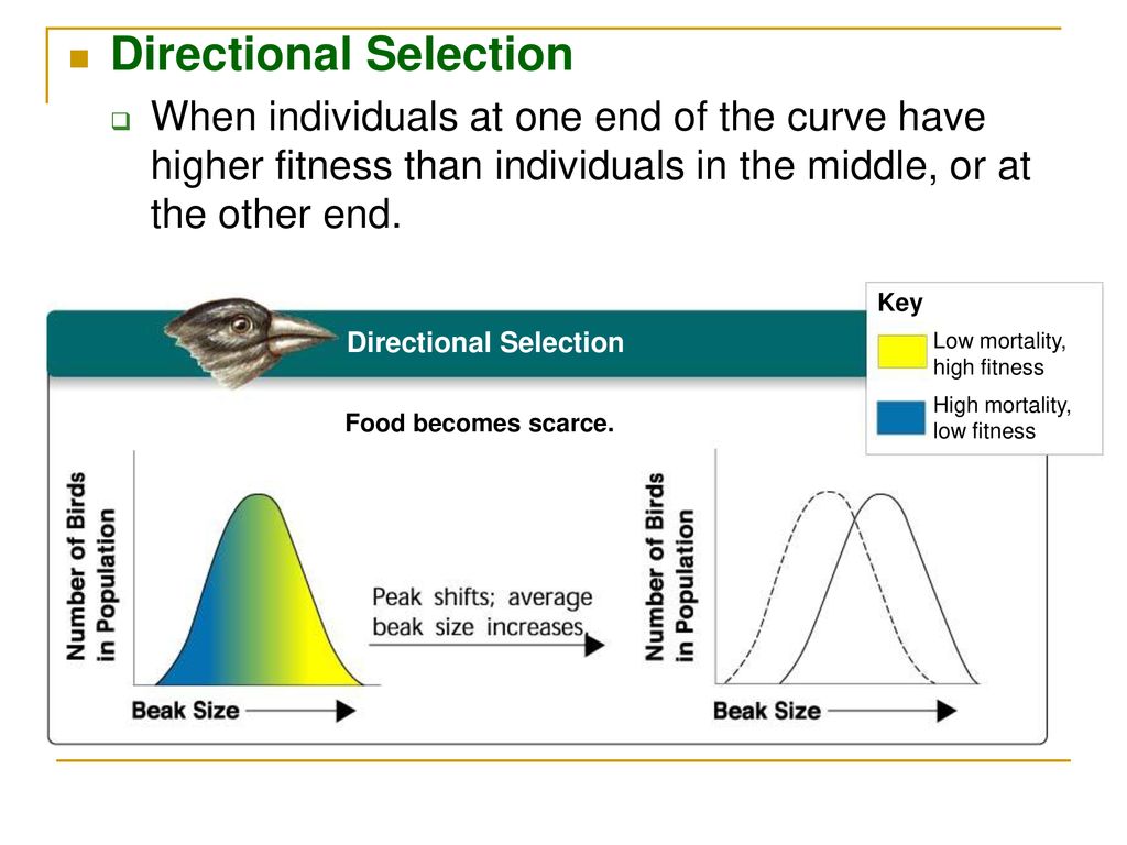 Directional Selection
