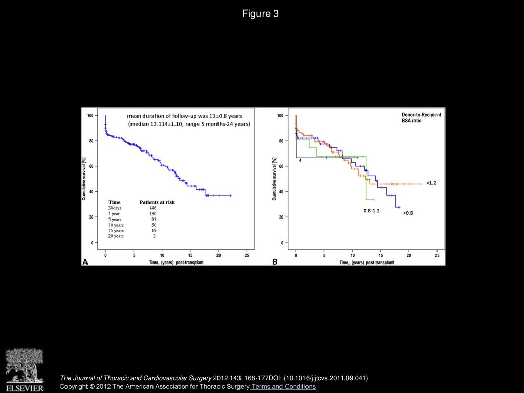 Influence Of Size Disparity Of Transplanted Hearts On Cardiac Growth In