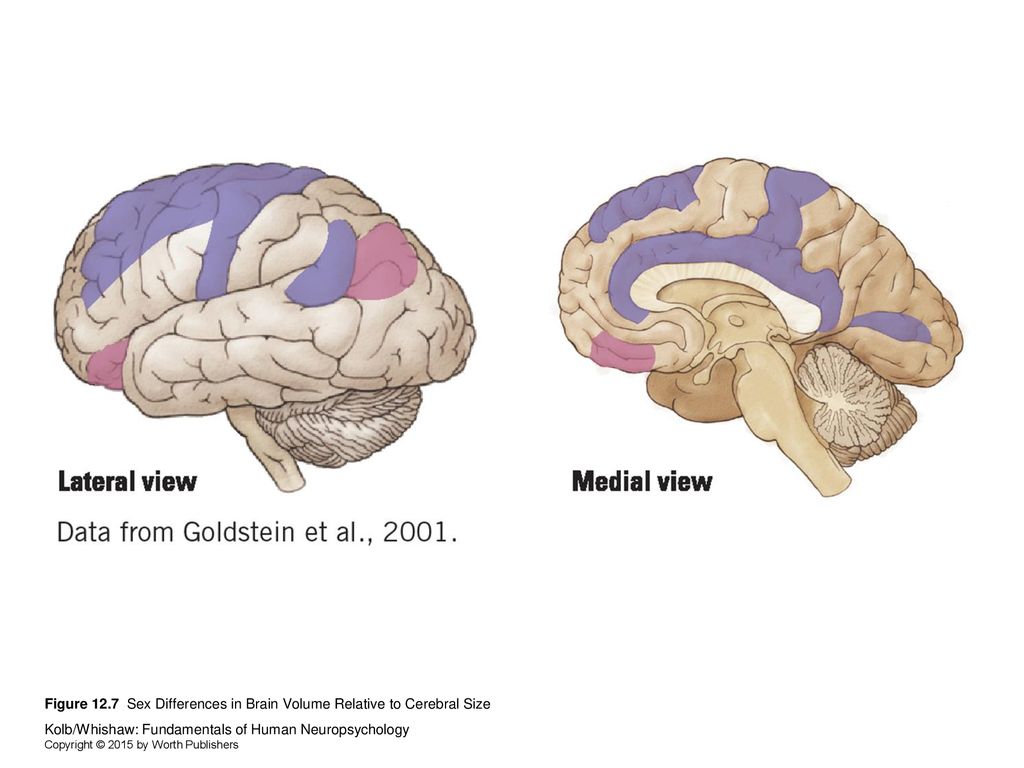 Variations In Cerebral Asymmetry Ppt Download