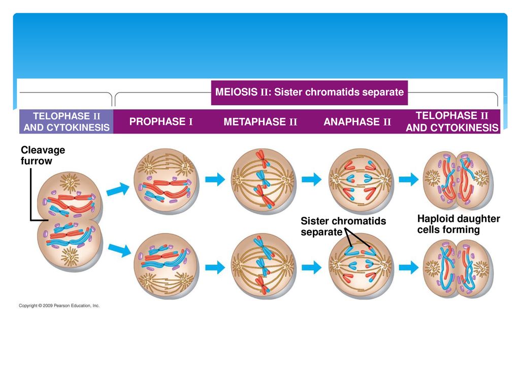 Chromosomes And Mieosis Ppt Download