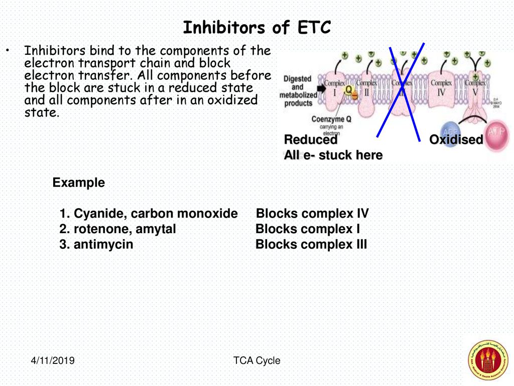 TCA Cycle DR. ARNEL BANAGA SALGADO, Psy.D., FMP (Psychology), Ed.D., Sc ...