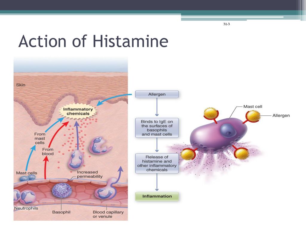 The Respiratory System Ppt Download