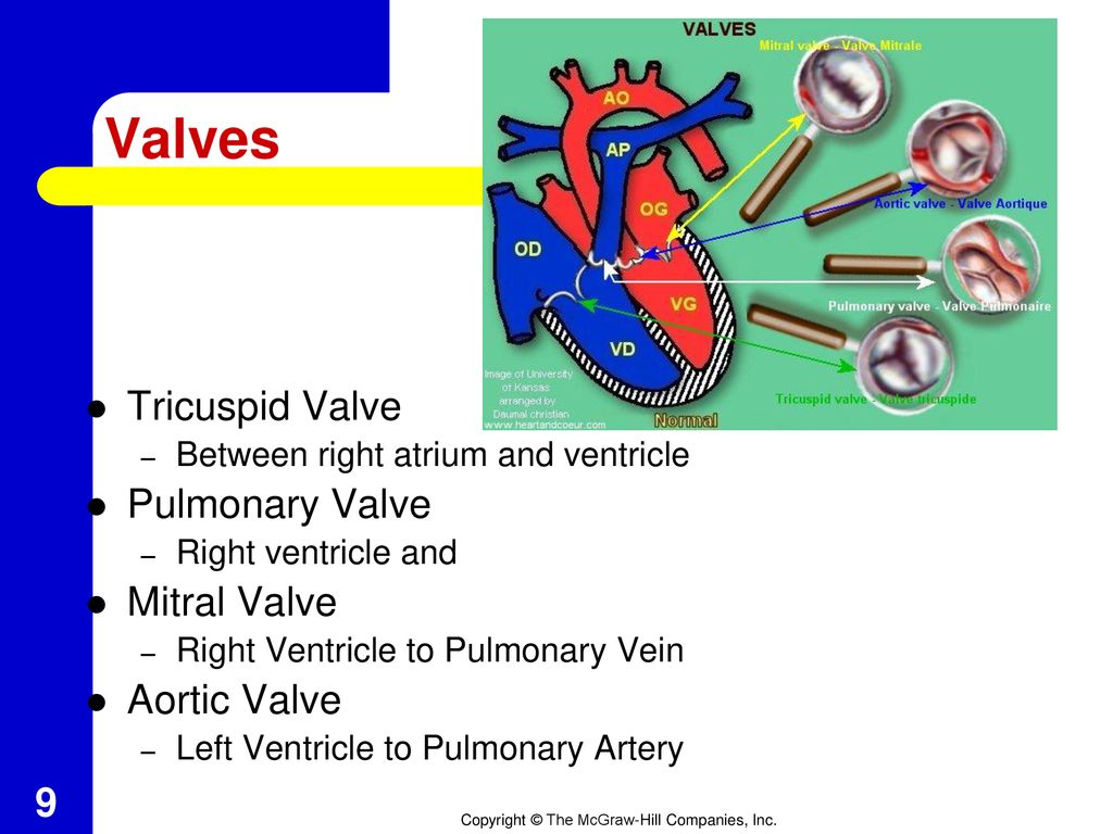 Cardiology Careers Copyright © The Mcgraw Hill Companies Inc Ppt
