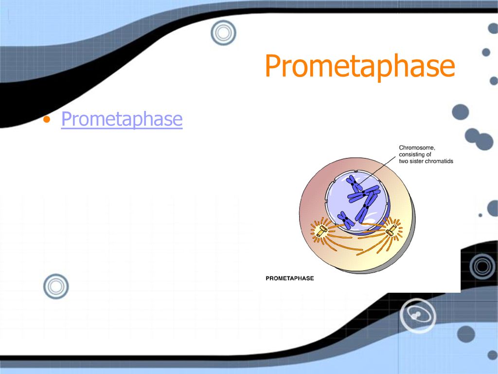 Chapter 12 The Cell Cycle. - ppt download