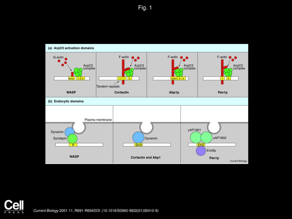 Cytoskeleton Actin And Endocytosis — No Longer The Weakest Link Ppt