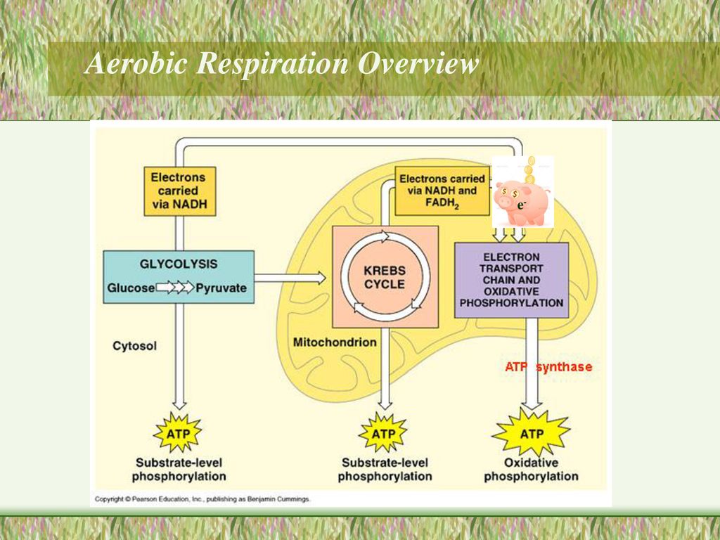 Respiration Transforms Energy - ppt download