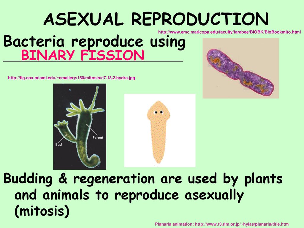 Meiosis 11 4 Making Gametes Ppt Download