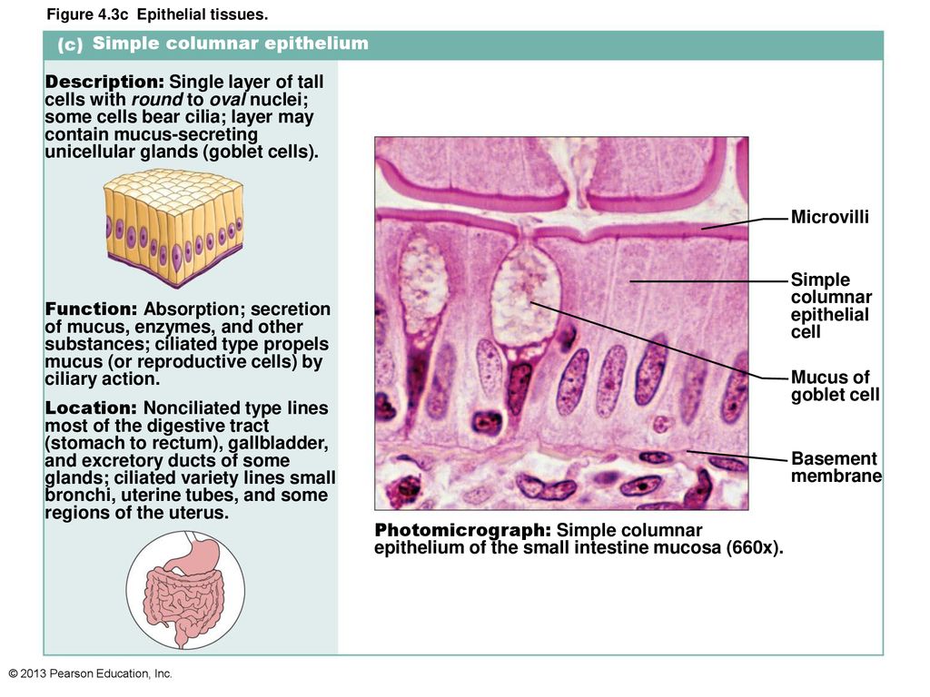 4 Tissue The Living Fabric Part A Ppt Download