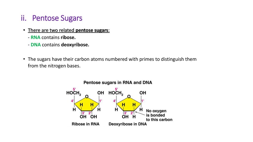 5 Nucleic Acids Lecture Ppt Download