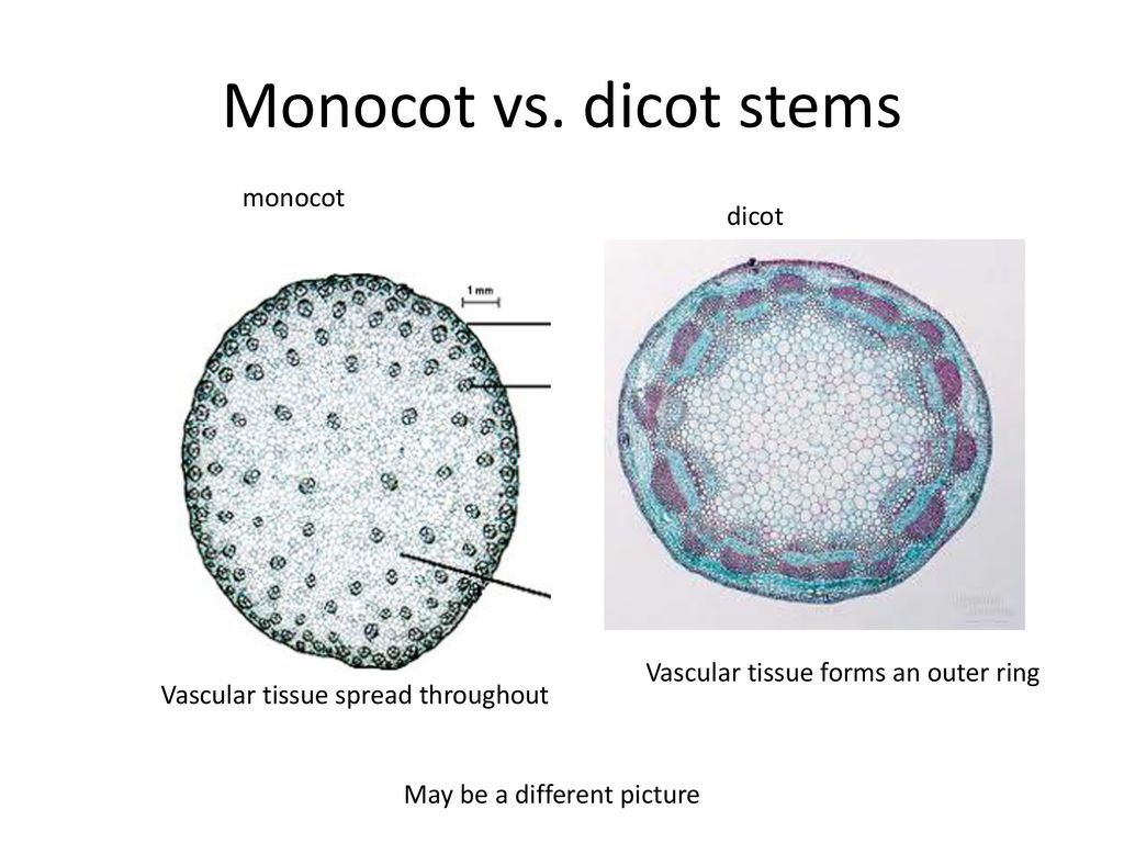 Monocot Vs Dicot Slide Monocot Vs Dicot Slide