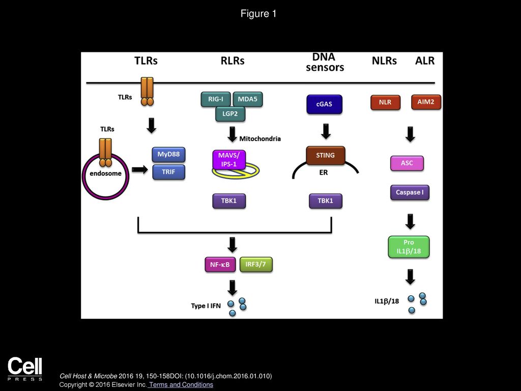 The Cgas Sting Defense Pathway And Its Counteraction By Viruses Ppt
