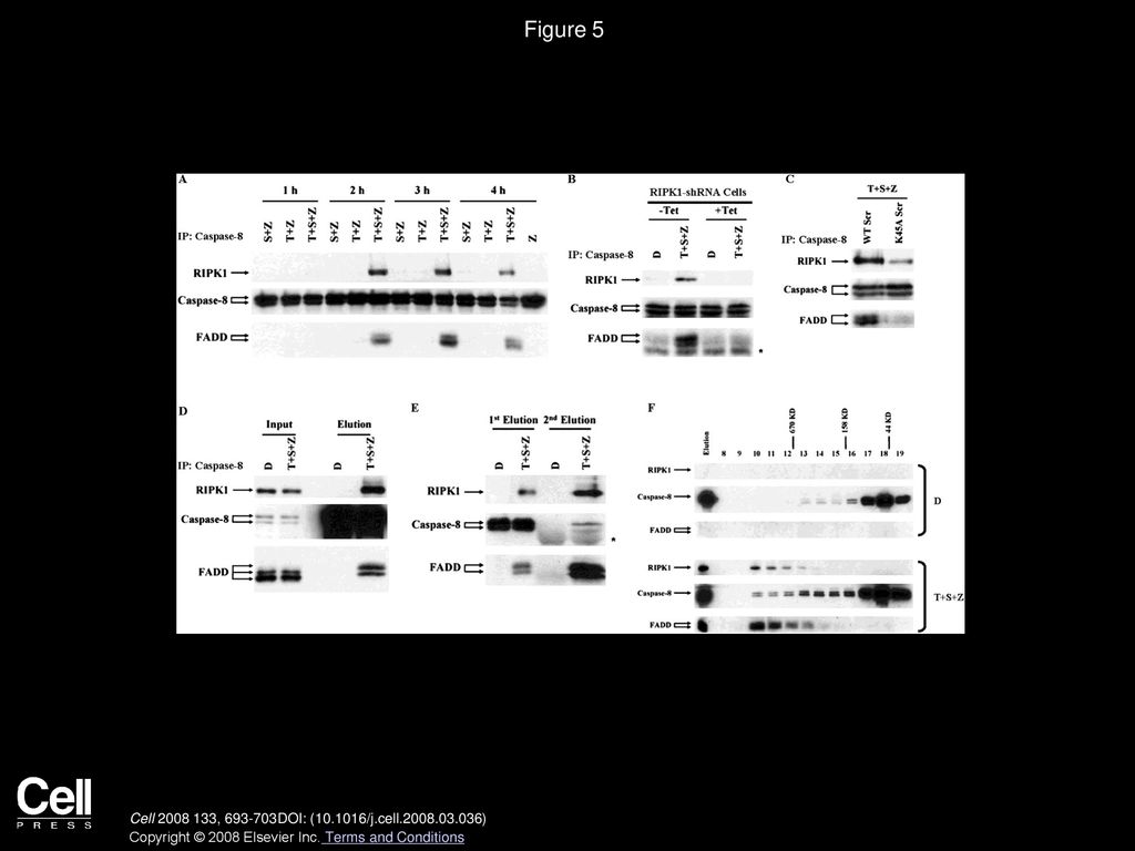 Tnf α Induces Two Distinct Caspase 8 Activation Pathways Ppt Download