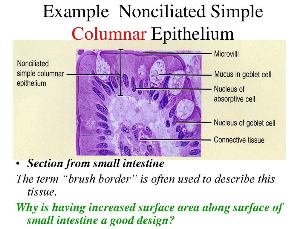 Nonciliated Simple Columnar Epithelium Nonciliated Simple Columnar Epithelium