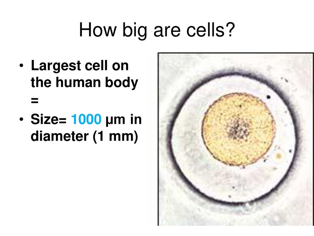 The Cell Theory Hairy T Cell Ppt Download