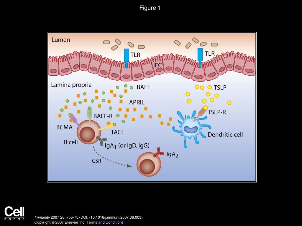 APRIL in the Intestine: A Good Destination for Immunoglobulin A2 - ppt ... APRIL in the Intestine: A Good Destination for Immunoglobulin A2 - ppt ...