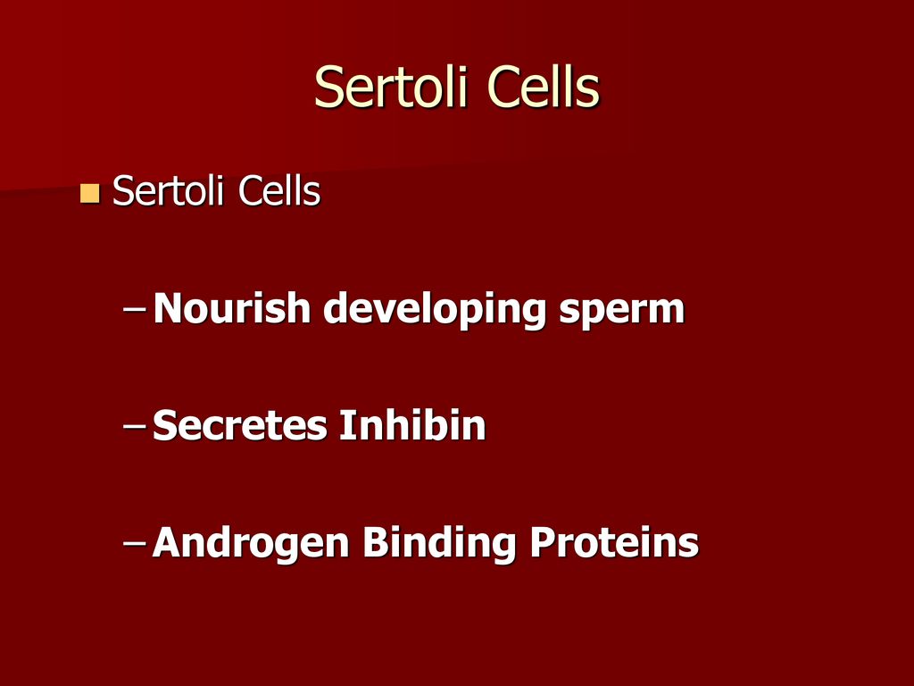 Sex Determination Gametogenesis Male Reproduction Ppt Download