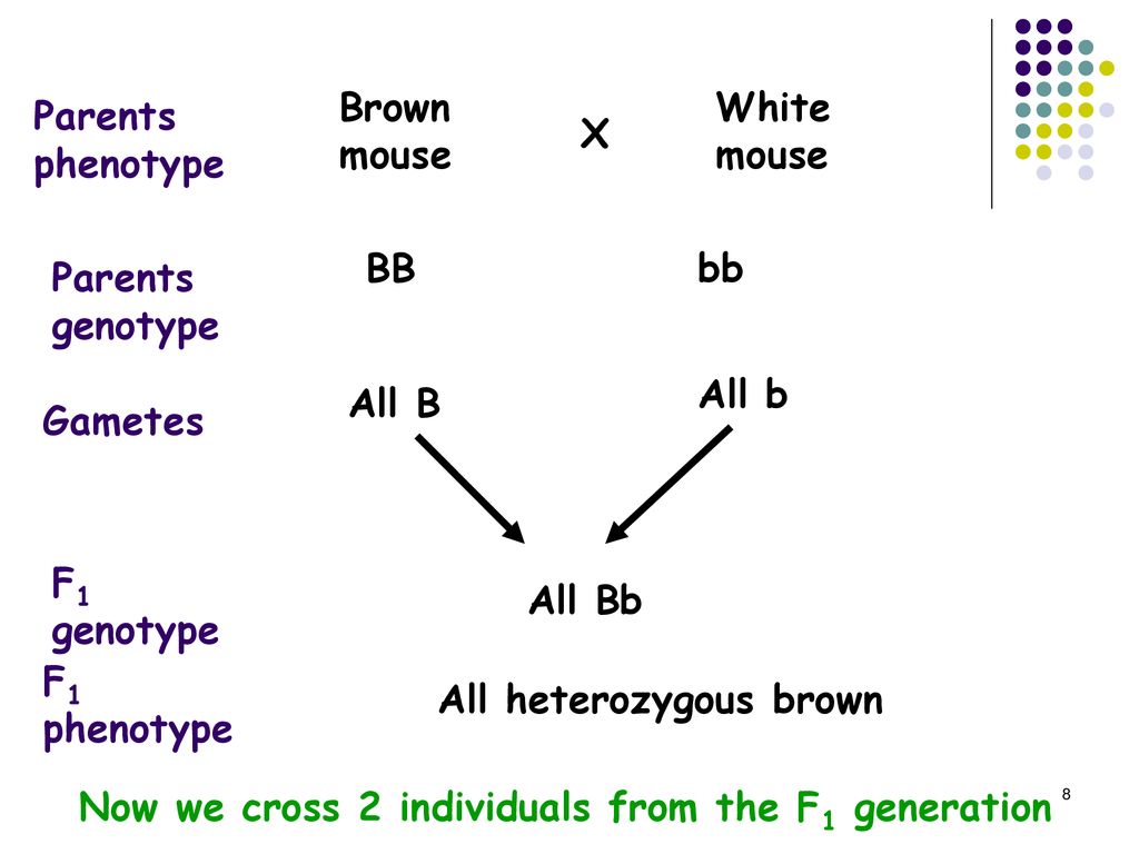 Punnett Square Practice: Monohybrid Mice Ansers : Free Science Lesson ... Punnett Square Practice: Monohybrid Mice Ansers : Free Science Lesson ...