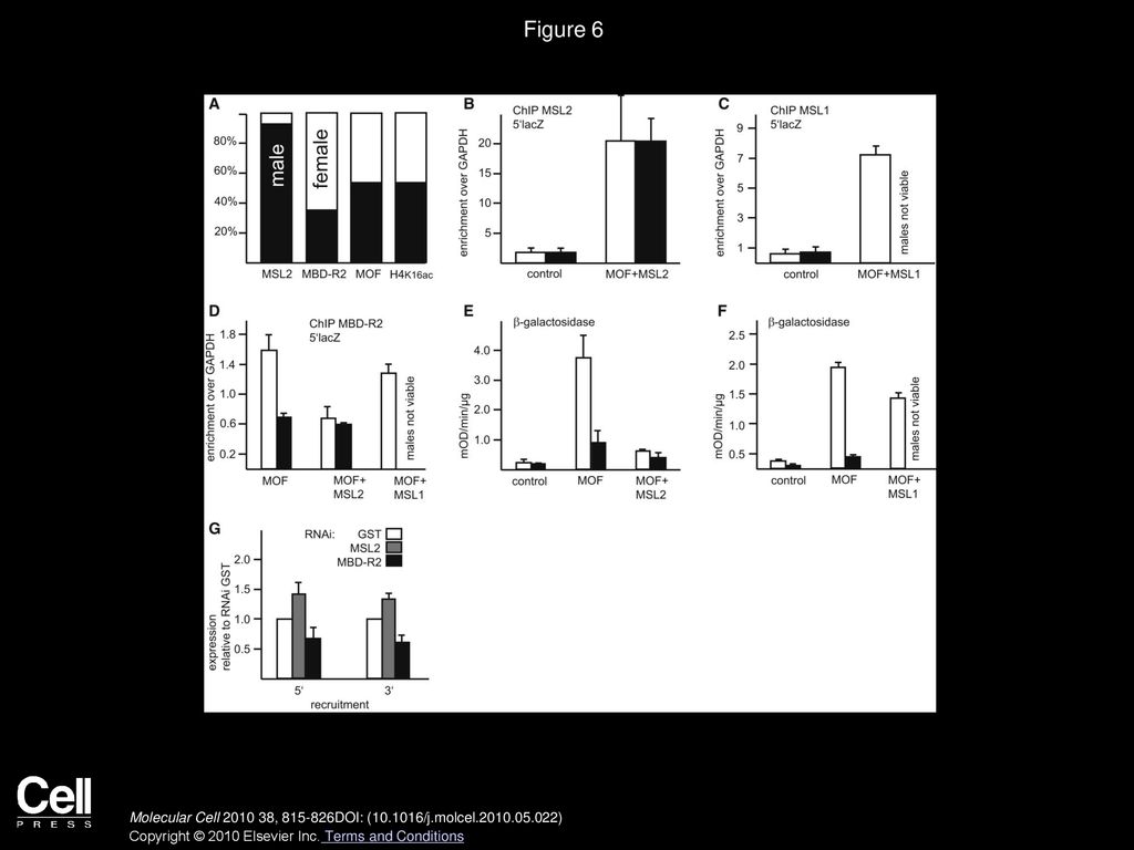 The Activation Potential Of Mof Is Constrained For Dosage Compensation