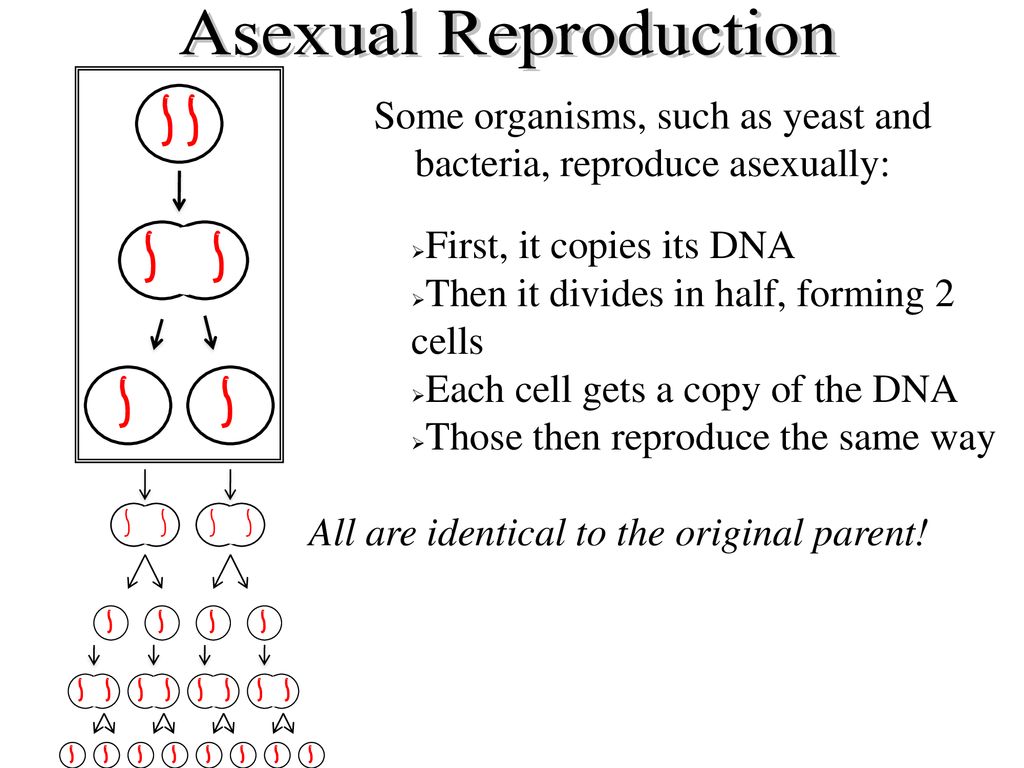 Some Organisms Such As Yeast And Bacteria Reproduce Asexually Ppt Download