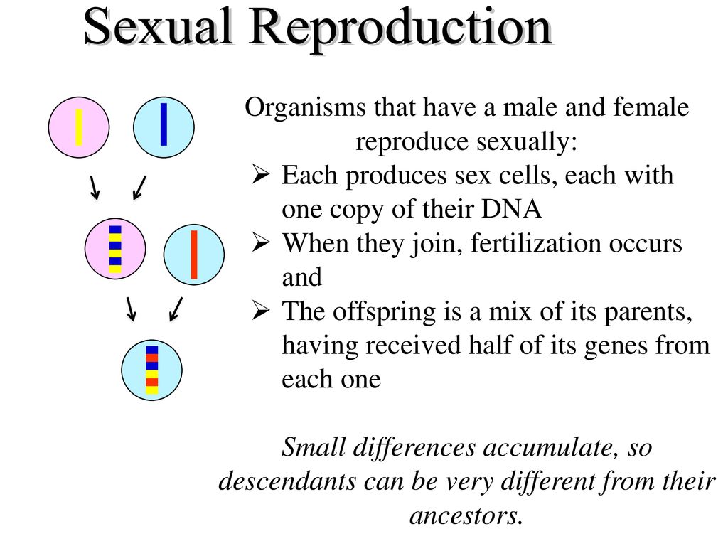 Some Organisms Such As Yeast And Bacteria Reproduce Asexually Ppt Download