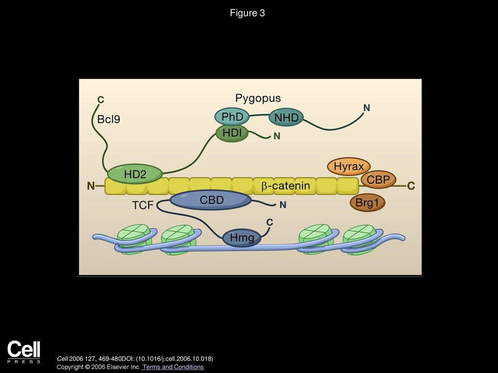 Wnt β Catenin Signaling In Development And Disease Ppt Download
