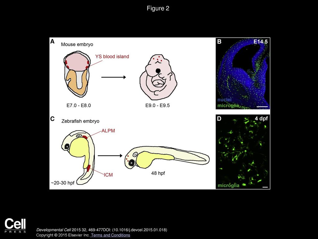 Microglia Multitasking Specialists Of The Brain Ppt Download