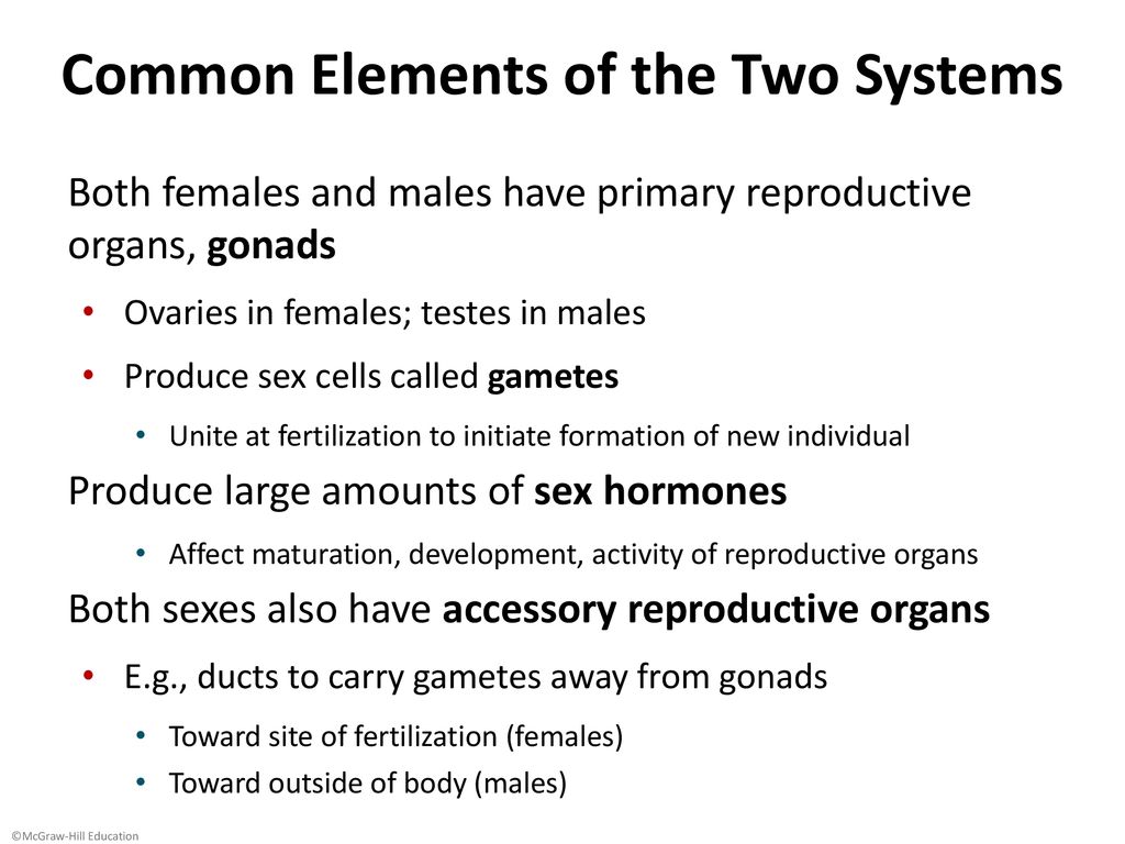Reproductive System Male Ppt Download