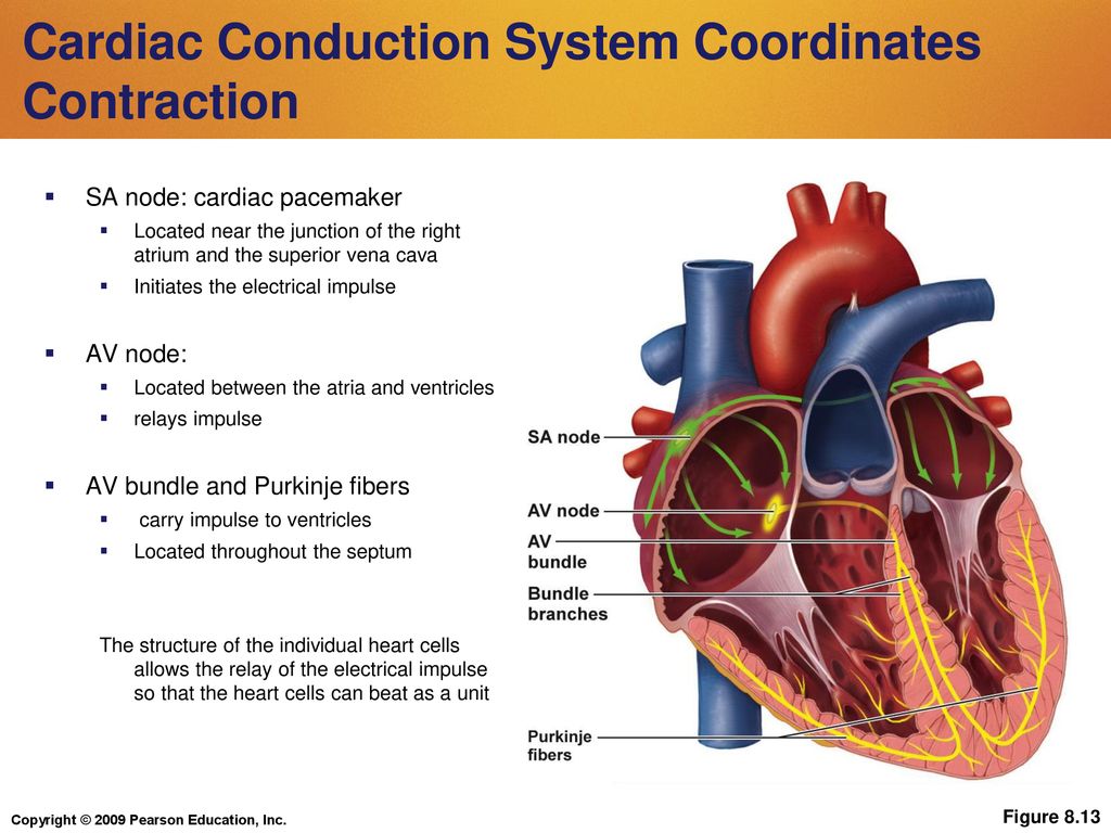 The Cardiovascular Circulatory System Ppt Download