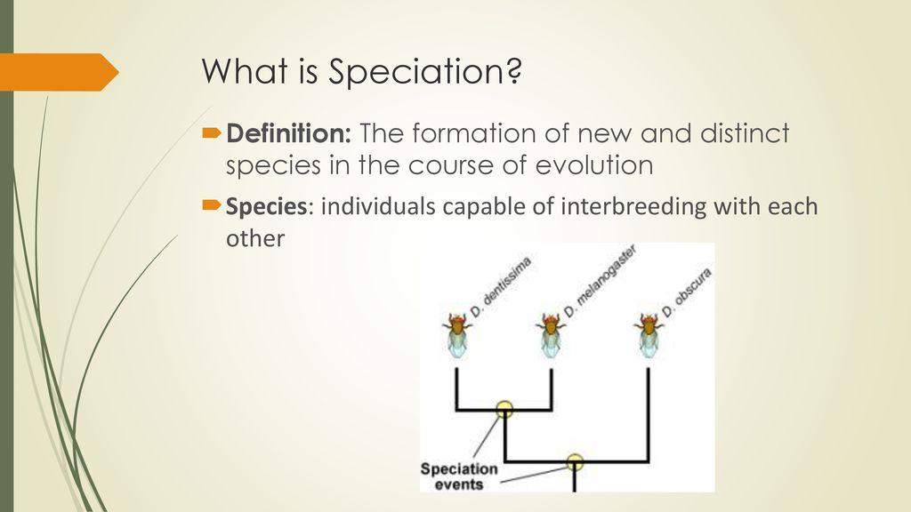 Speciation Definition Evolution