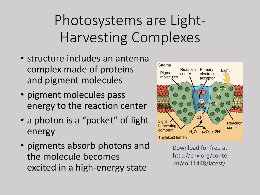 Chapter 8 Photosynthesis General Biology I BSC ppt download