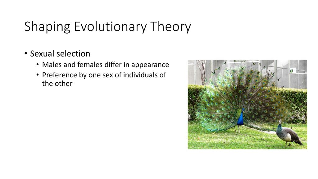 Evolution Glencoe Chapter Ppt Download