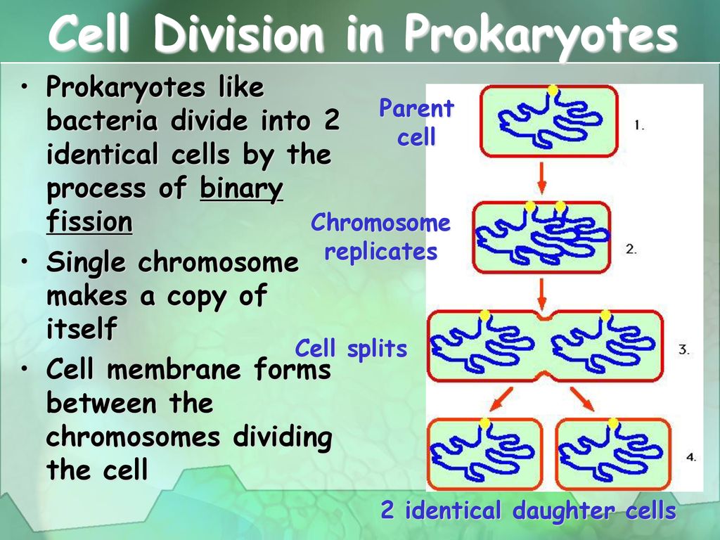 Cell Division And Prokaryotes Ppt Download