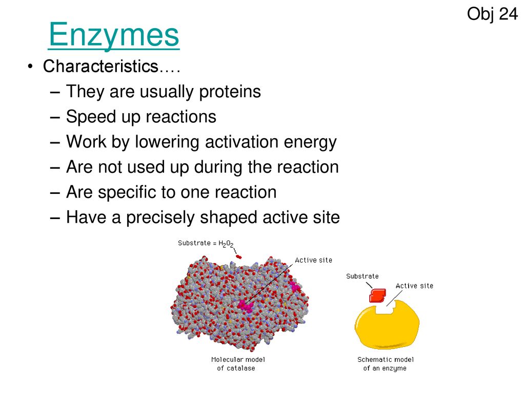 Topic 5 Chemical Reactions And Enzymes Ppt Download