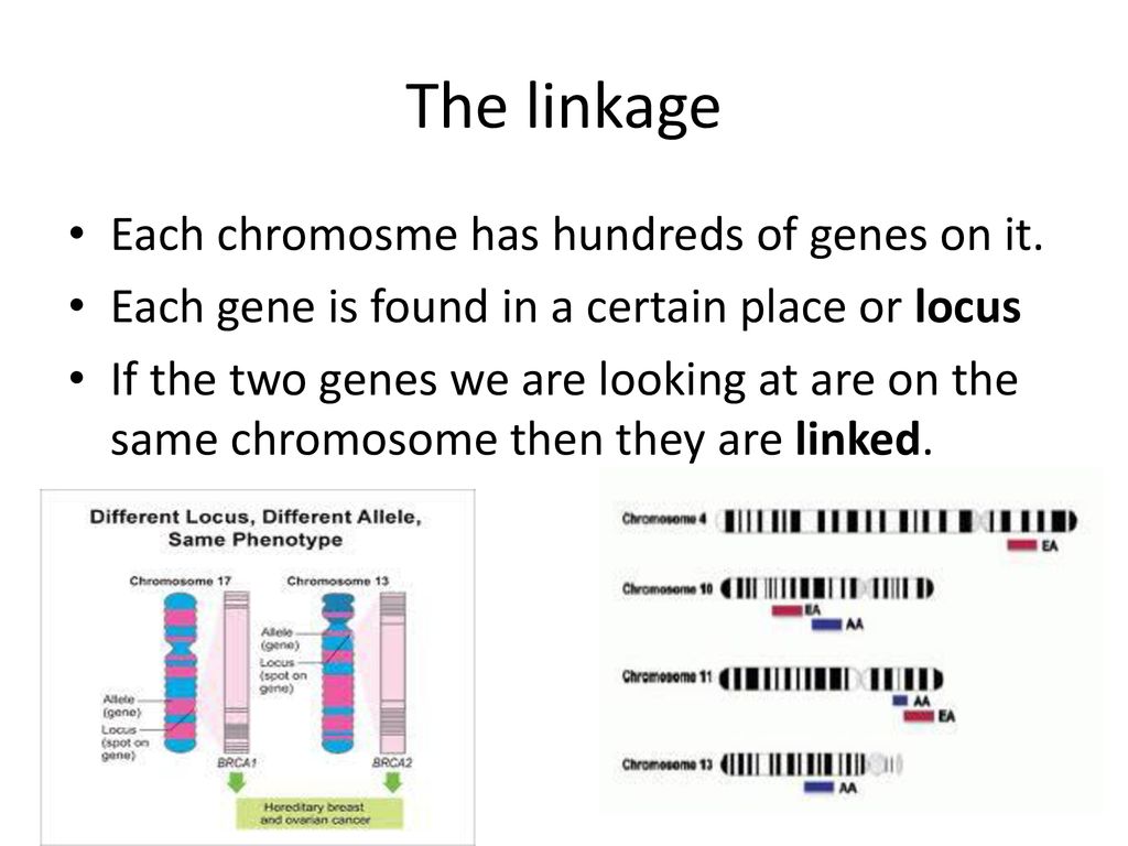 Crossing Over Linkages Sex Linkages Ppt Download