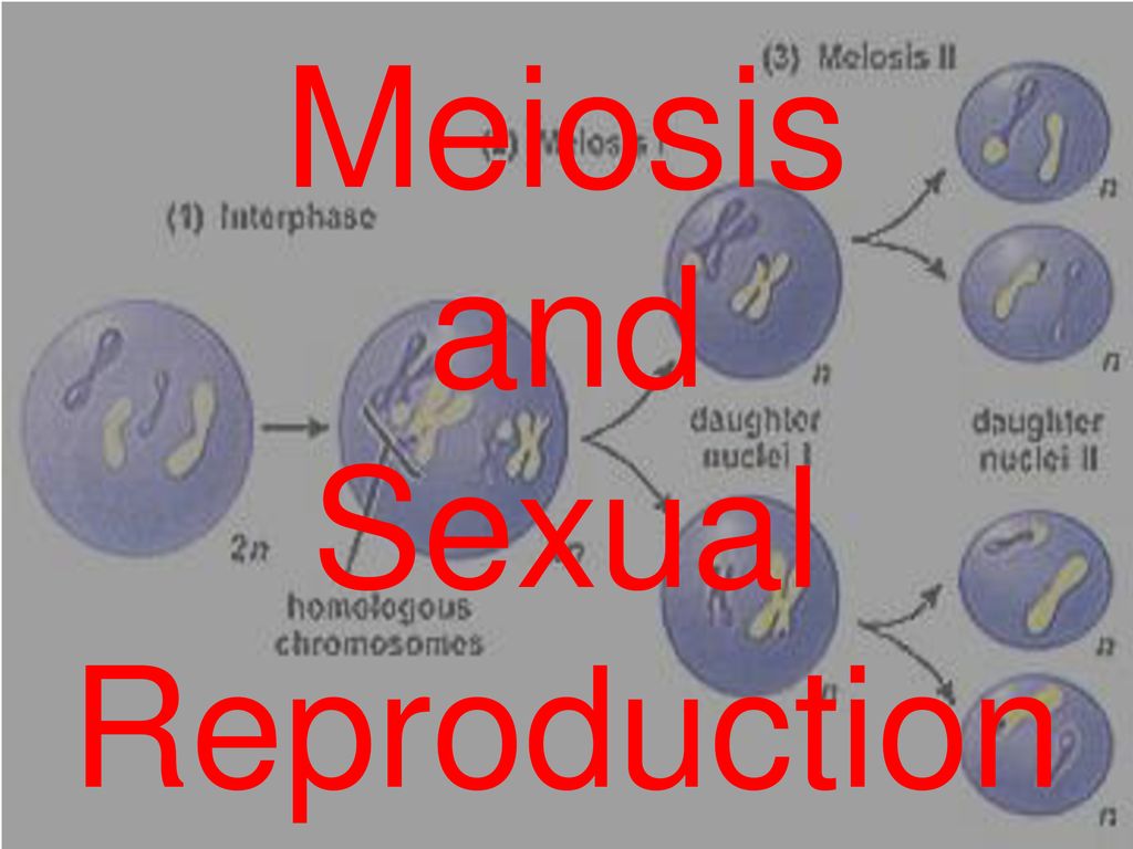 Meiosis And Sexual Reproduction Ppt Download