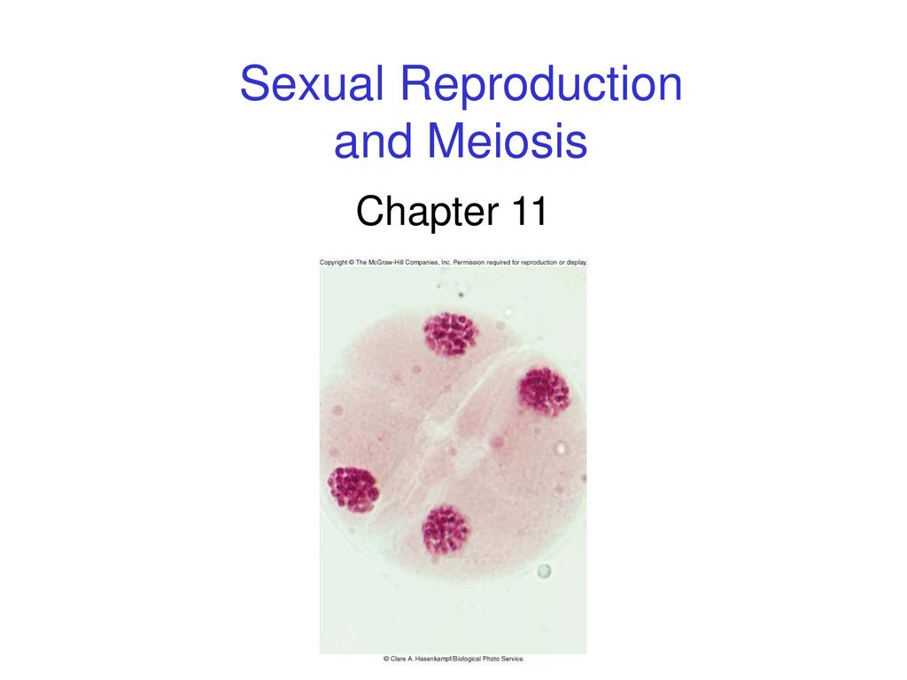 Sexual Reproduction And Meiosis Ppt Download