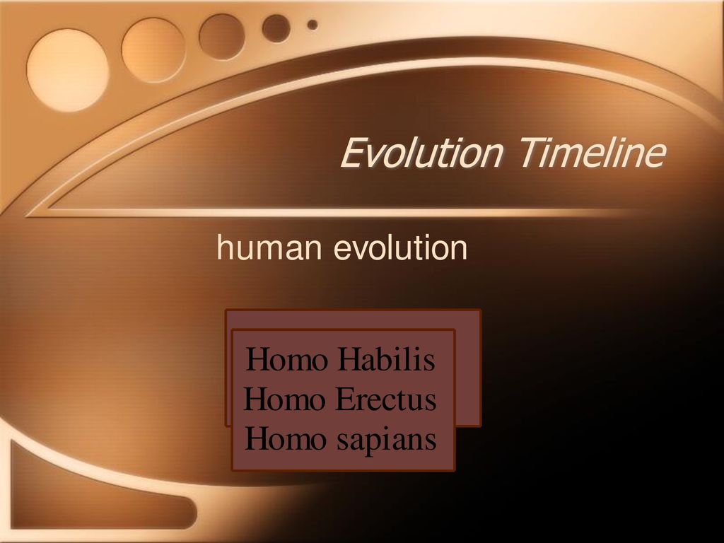 Evolution Timeline Evolution Timeline Who Was Homo Erectus Homo